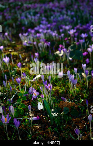 Frühlingsblumen, weiße Krokus Schneeglöckchen Sonnenstrahlen. Weiße und ...