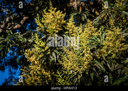 Blüte der Mangobaum, bestehend aus 5 Blütenblätter weiß an den Kanten ...