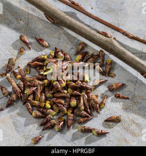 Zitterpappel, Zitter-Pappel, Knospen, Knospe, Pappel, Espe, Aspe ...