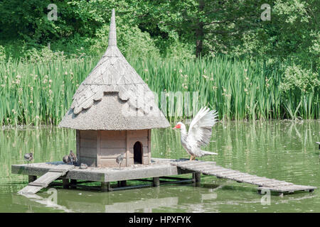 Eine Ente in die Ente Haus am Ententeich in Barrowden, Rutland, England ...