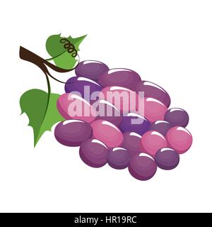 Traube Frucht mit Blatt Symbol. Vector Illustration auf weißem ...