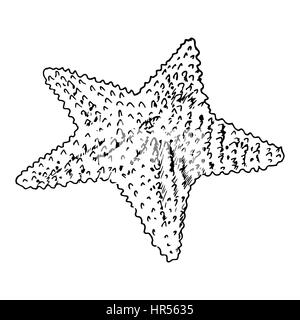 gezeichnete Seestern tropische Tierwelt marine Vektor Abbildung - Bild ...