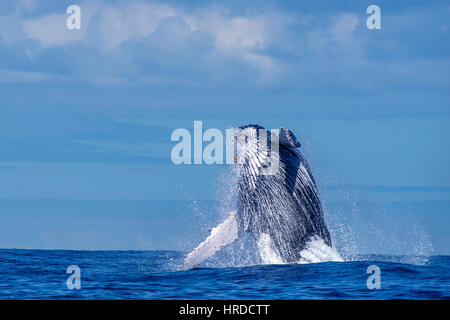 Buckelwal springt aus dem Wasser. Madagaskar. St. Marien-Insel. Eine ...