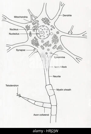 Abbildung von Motoneuron Stockfoto, Bild: 135008307 - Alamy