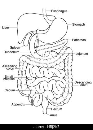 Normale menschliche Anatomie des einen Anhang, Kolon und Rektum ...