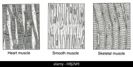 Illustration des Muskel-Typen Stockfotografie - Alamy