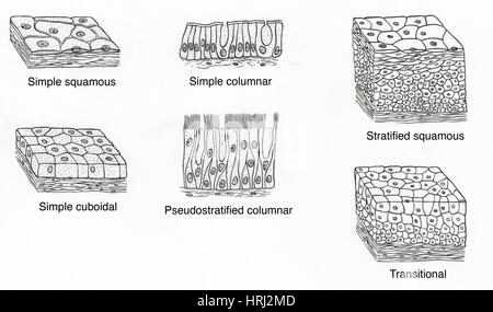 Illustration der Epithel-Typen Stockfoto, Bild: 135008540 - Alamy