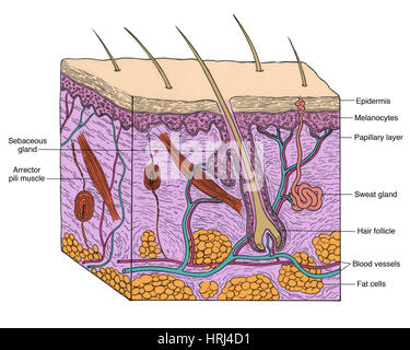 Abbildung der menschlichen Haut. Diese Abbildung zeigt einen ...