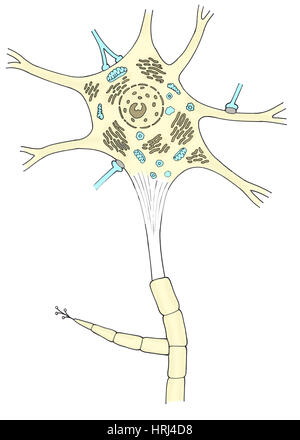 Abbildung von Motoneuron Stockfoto, Bild: 135008307 - Alamy