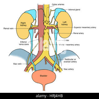 Nierensystem. Darstellung der Nieren, Harnleiter, Harnblase und ...