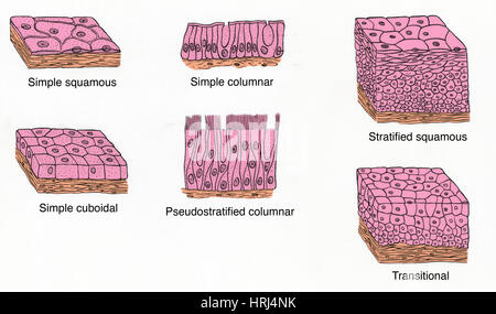 Illustration der Epithel-Typen Stockfoto, Bild: 135008542 - Alamy