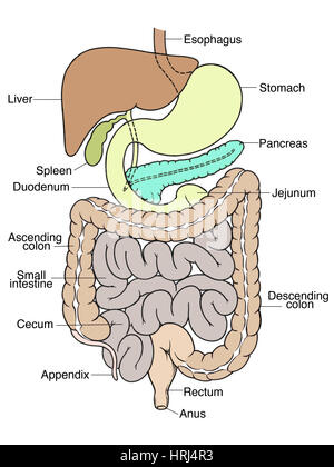 Normale menschliche Anatomie des einen Anhang, Kolon und Rektum ...