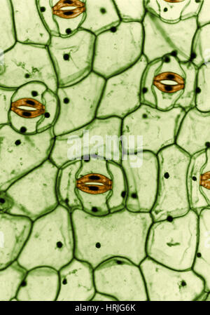 Schließzellen und Stomata in Dreimasterblume, LM Stockfotografie - Alamy