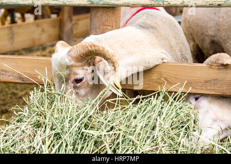 Vorbereitung und Schlachten einer Kuh für das Opferfest Stockfotografie ...
