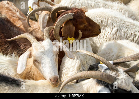 Vorbereitung und Schlachten einer Kuh für das Opferfest Stockfotografie ...