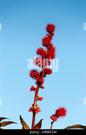 Frucht des Wunderbaumes 'Ricinus Communis ""Rizinuspflanze"Pflanzen ...