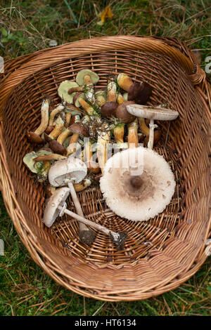 Bucht Bolete, Maronen-Röhrling, Maronenröhrling, Marone, Röhrling ...