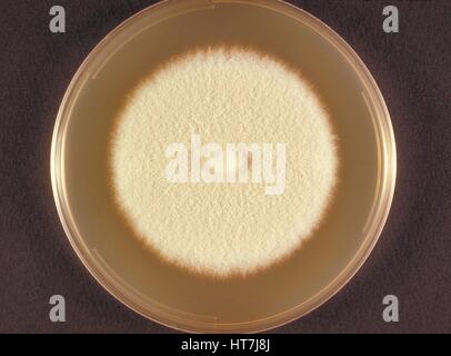 Microsporum persicolor Pilz wächst auf einem Dextrose Agar platte ...