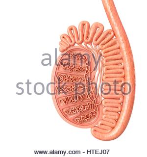 Darstellung der Anatomie der männlichen Hoden Stockfoto, Bild ...