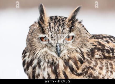 Die eurasische Adler-Eule ist eines der größten Arten der Eulen, deren ...