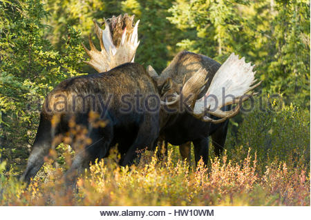 Alaska-Elch, Geweih ein Elch-Lys in der Tundra, USA, Alaska, Yukon Elch ...