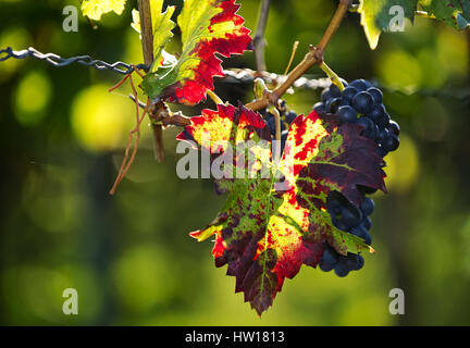Weinrebe, Wein, Weintraube, Weintrauben, Wein-Rebe, Weinanbau, Anbau ...