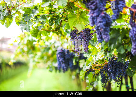Rote und weiße Trauben wachsen in einem Weinberg in der Nähe von ...