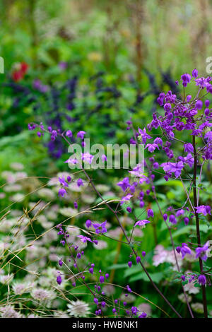 Astrantia Bo Ann, Salvia Amistad, Violett Lila, weiß, Blumen, Blume ...