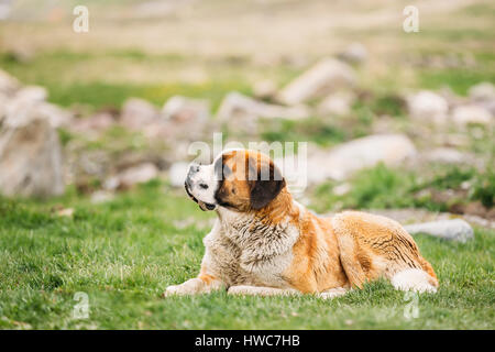 St. Bernard Dog / Bernhardiner Stockfotografie - Alamy