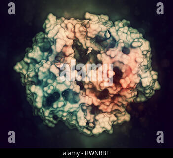 Gamma-Glutamyltranspeptidase (GGT 1, Gamma-GT, Gamma-Glutamyl ...