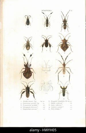 "Histoire naturelle des insectes. Hemipteres. Planche II' von C.J.B ...