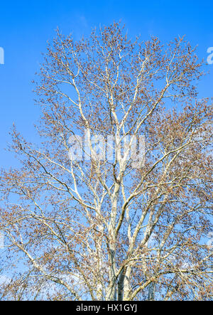 Europäische Espe (Populus Tremula), junge Blätter an einem Baum ...