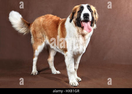 Hund Bernhardiner Langhaar Erwachsenen stehen vorne eines Sees ...