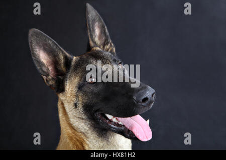 Reinrassige Malinois auf schwarzem Hintergrund Stockfoto, Bild ...