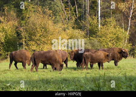 Bison-Herde in Masuren, Polen, Wisent-Herde in Masuren, Polen ...