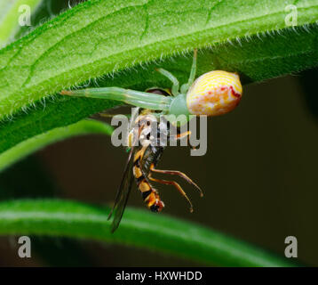 Krabben Sie-Spider oder Flower-Spinne (Lehtinelagia Evanida) mit ...