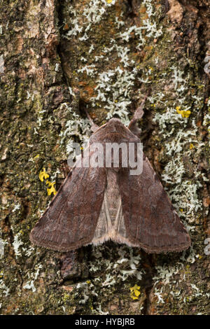 Rote Kastanie Motte (Cerastis Rubricosa). Britische Insekt in der ...
