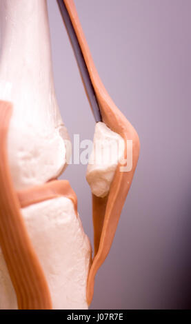 Knie- und Meniskus medizinische Studie Student Anatomie Modell zeigt ...