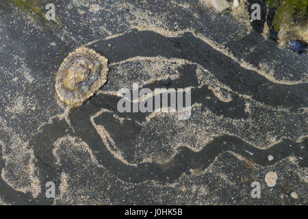 Napfschnecke Patella spec, Bei Ebbe, Niedrigwasser Auf Fels, Felswatt ...