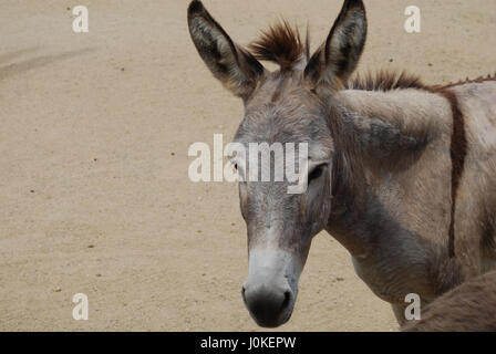 Wilde Esel in der Wüste Stockfoto, Bild: 49224842 - Alamy