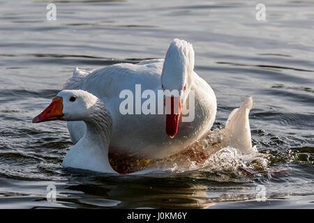 Männliche und weibliche weiße Peking-Enten Stockfoto, Bild: 21350378 ...