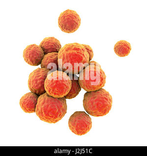 MRSA-Bakterien. Computer-Artwork von Methicillin-resistenten ...