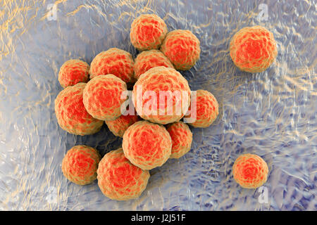 MRSA-Bakterien. Computer-Artwork von Methicillin-resistenten ...