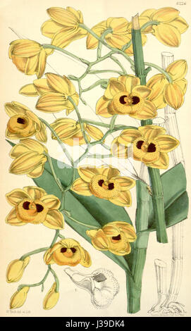 Diese botanische Illustration aus Curtis' Serie zeigt das Dendrobium ...