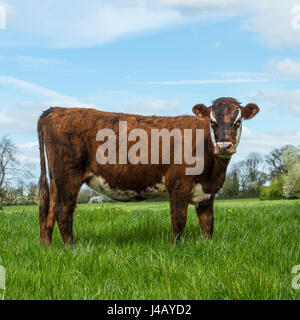 Britische Blue Rind Kuh im Feld zeigt doppelte Muskel an seinem ...