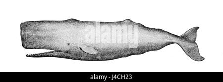 Der Pottwal ist der größte der Zahnwale, mit Männchen bis zu 20 Meter ...