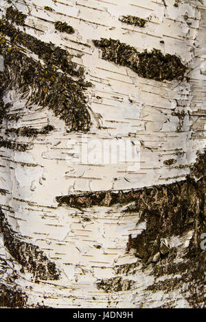 Nahaufnahme der weiße Birke Holzmaserung Stockfoto, Bild: 49867380 - Alamy