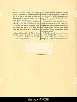 Diese Illustration aus Sepps „Surinaamsche Vlinders“ zeigt die in ...