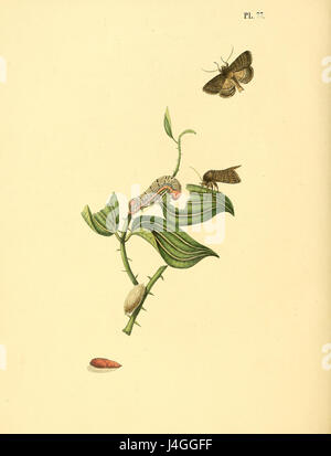 Diese Illustration aus Sepps „Surinaamsche Vlinders“ zeigt die in ...