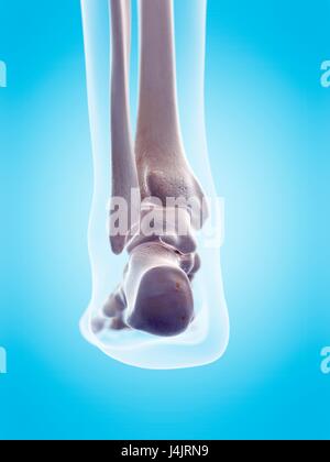 Menschliche Ferse Anatomie, Abbildung Stockfotografie - Alamy